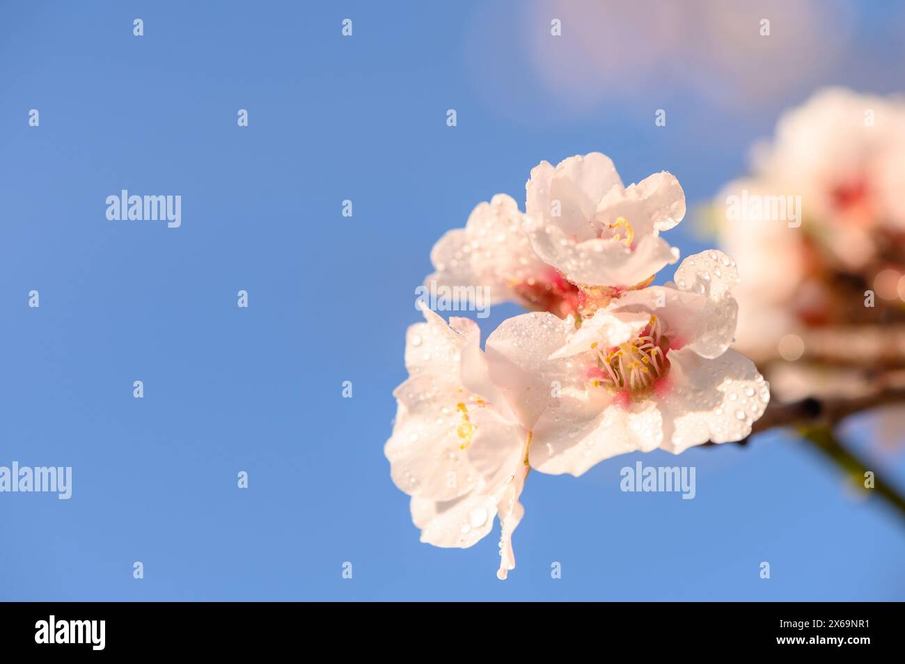 Almond tree orchard landscape autumn hi-res stock photography and ...