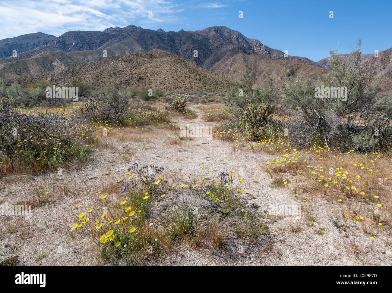 Desert Trail: Wildflowers and other desert plants grow beside a narrow ...