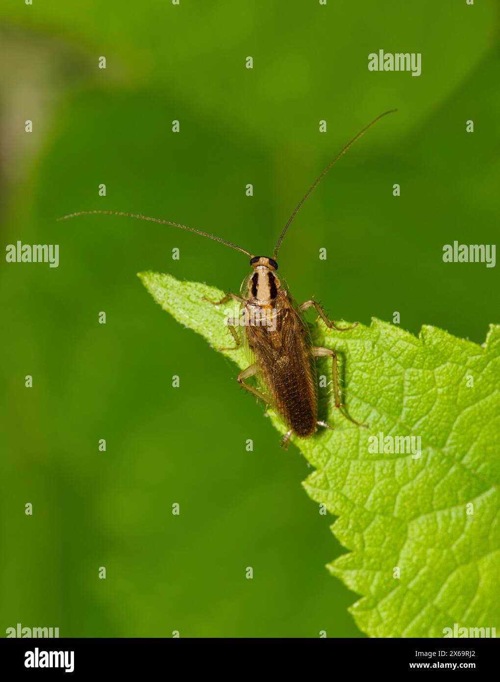 German cockroach (Blattella germanica) insect leaf nature Springtime ...