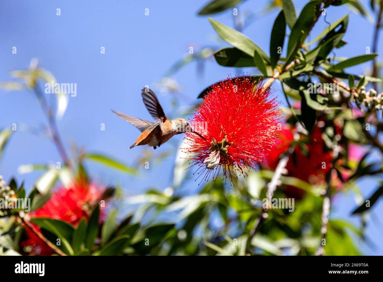 Allen's hummingbird on red flowering gum tree Stock Photo - Alamy