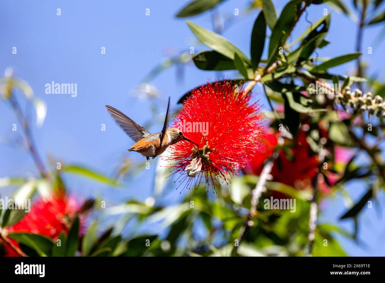 Allen's hummingbird on red flowering gum tree Stock Photo - Alamy