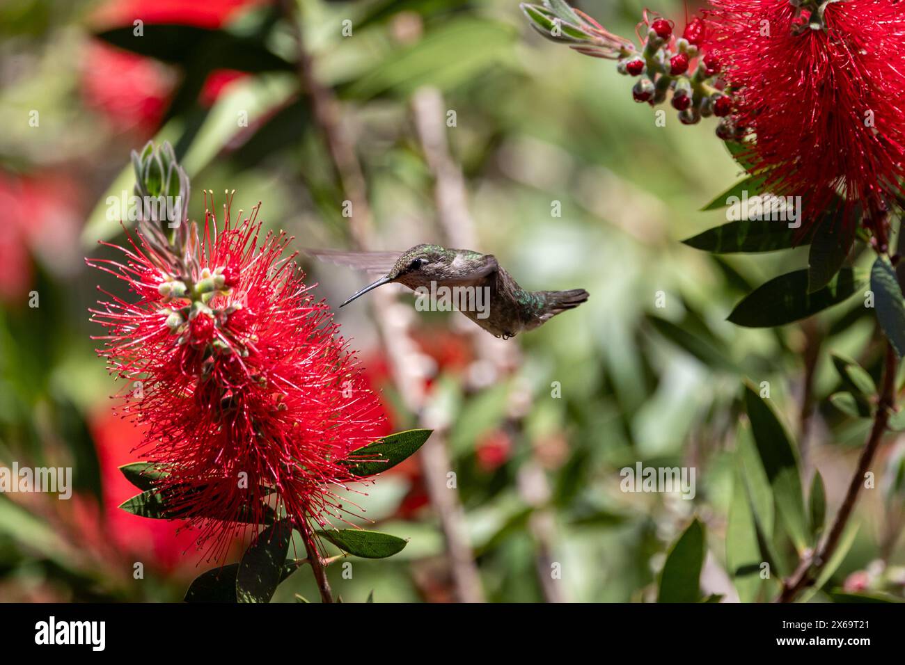 Anna's hummingbird on red flowering gum tree Stock Photo - Alamy