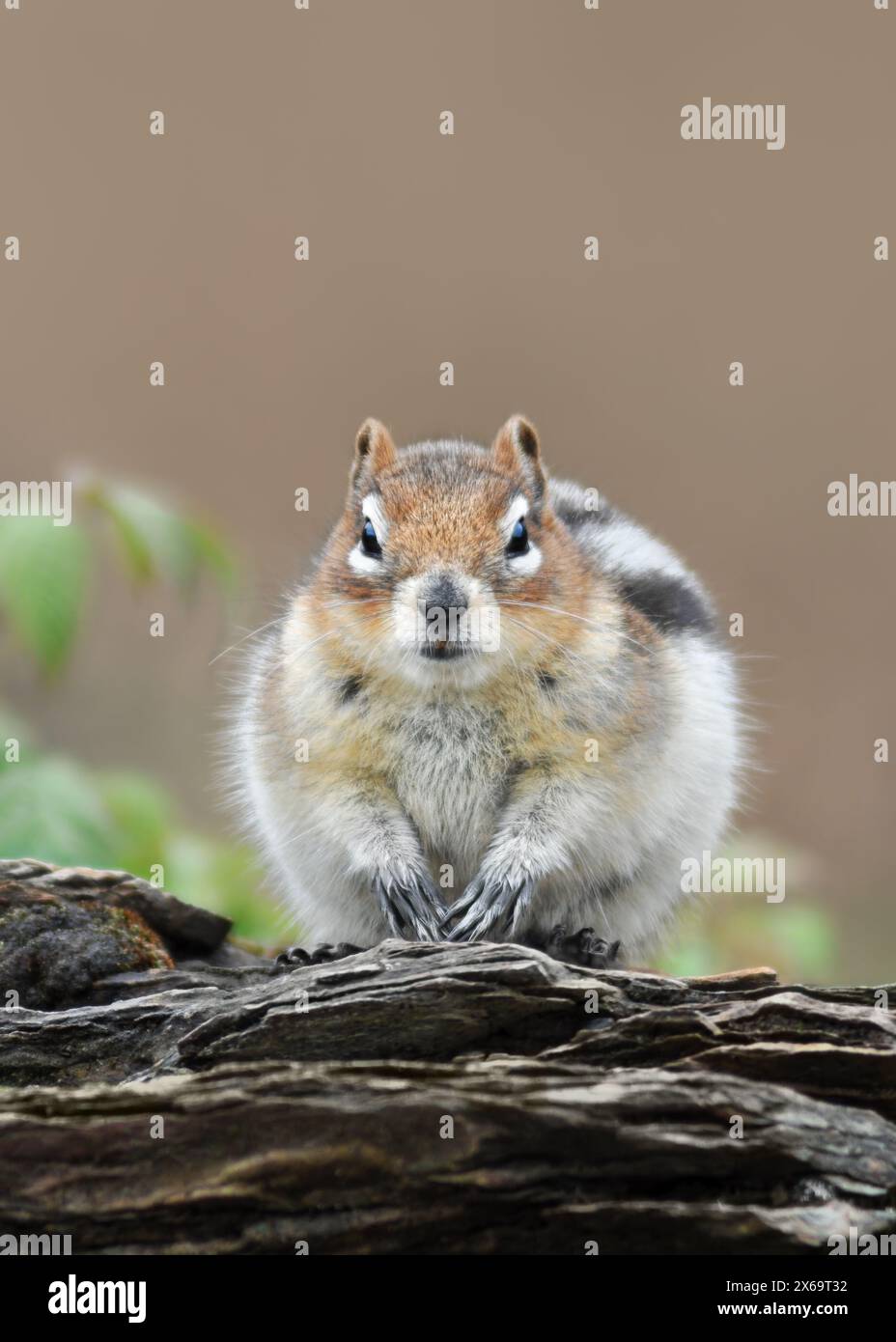A close-up of a golden-mantled ground squirrel (Callospermophilus ...