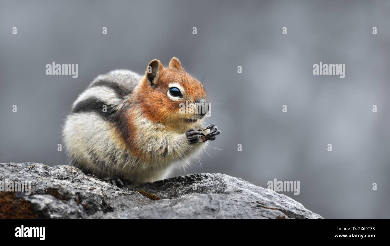 close-up of a golden-mantled ground squirrel (Callospermophilus ...
