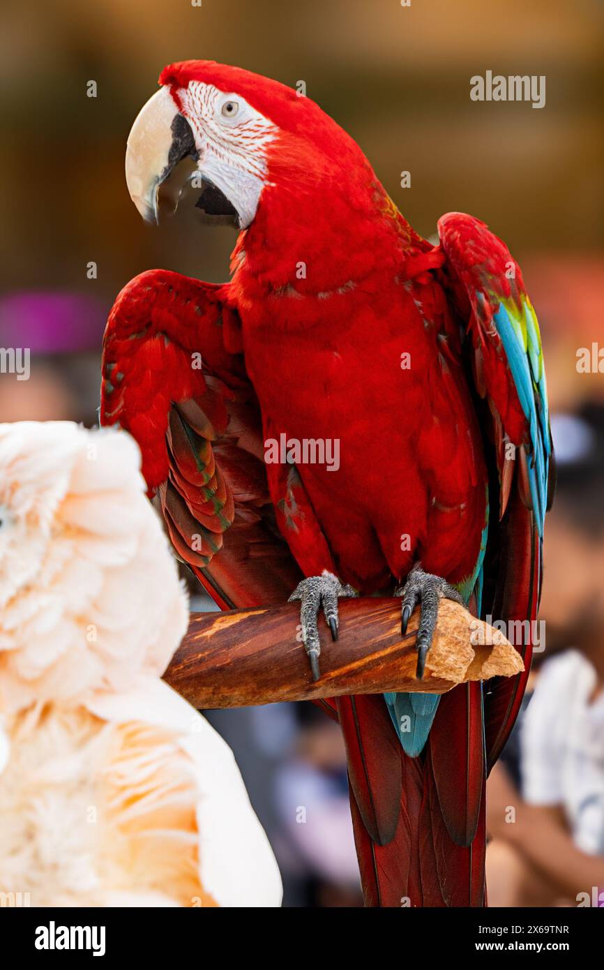 Photography of a exotic bird in South Florida USA Stock Photo - Alamy