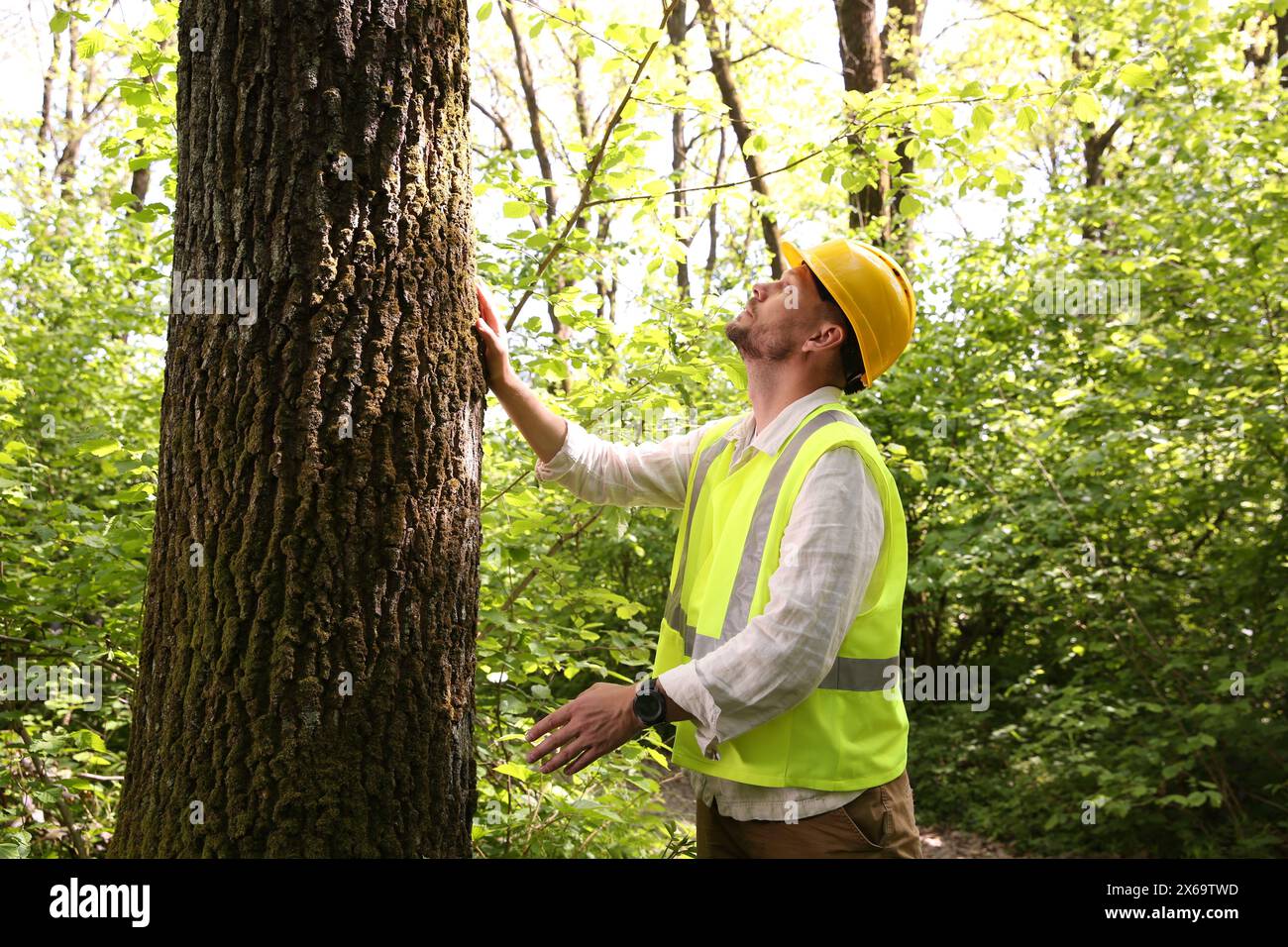 Forester in hard hat examining tree in forest Stock Photo - Alamy
