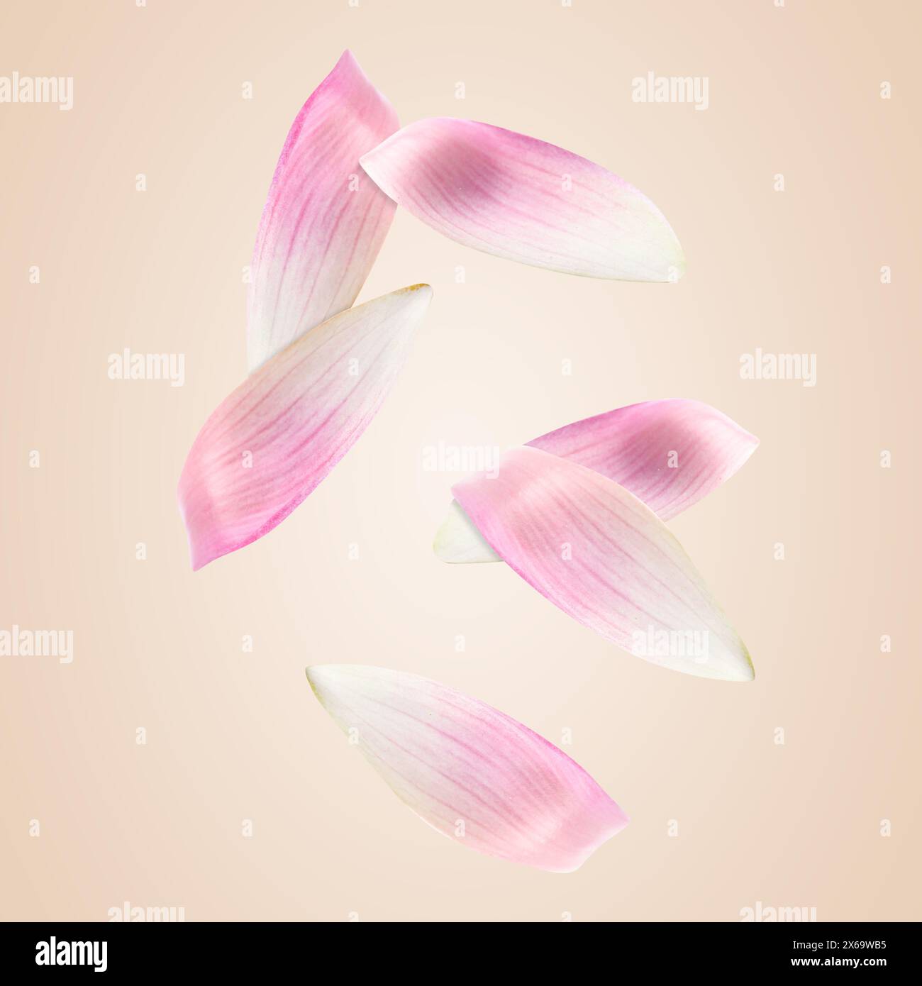 Pink lotus flower petals falling on beige background Stock Photo - Alamy