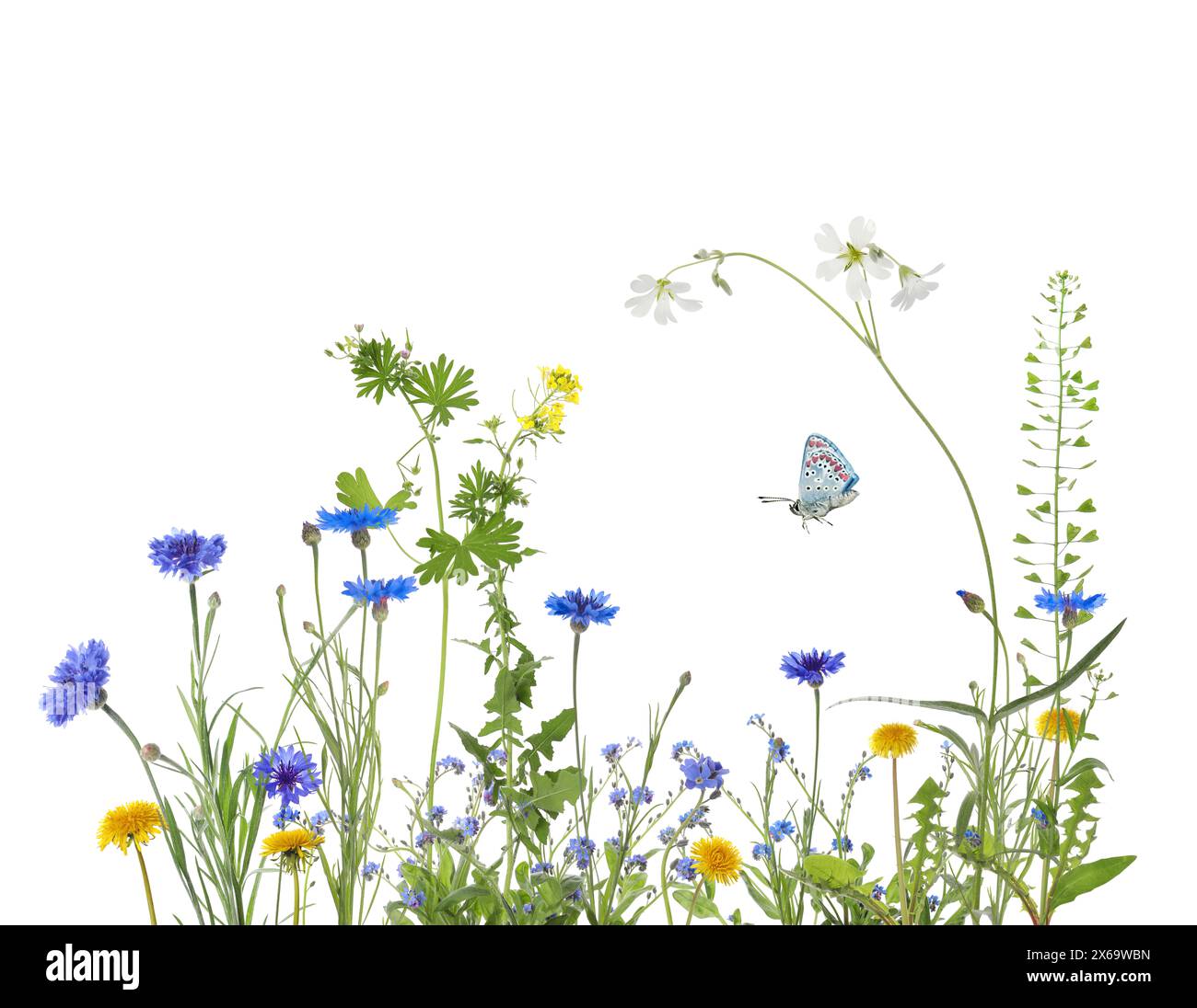 Colorful meadow flowers and butterfly on white background Stock Photo ...