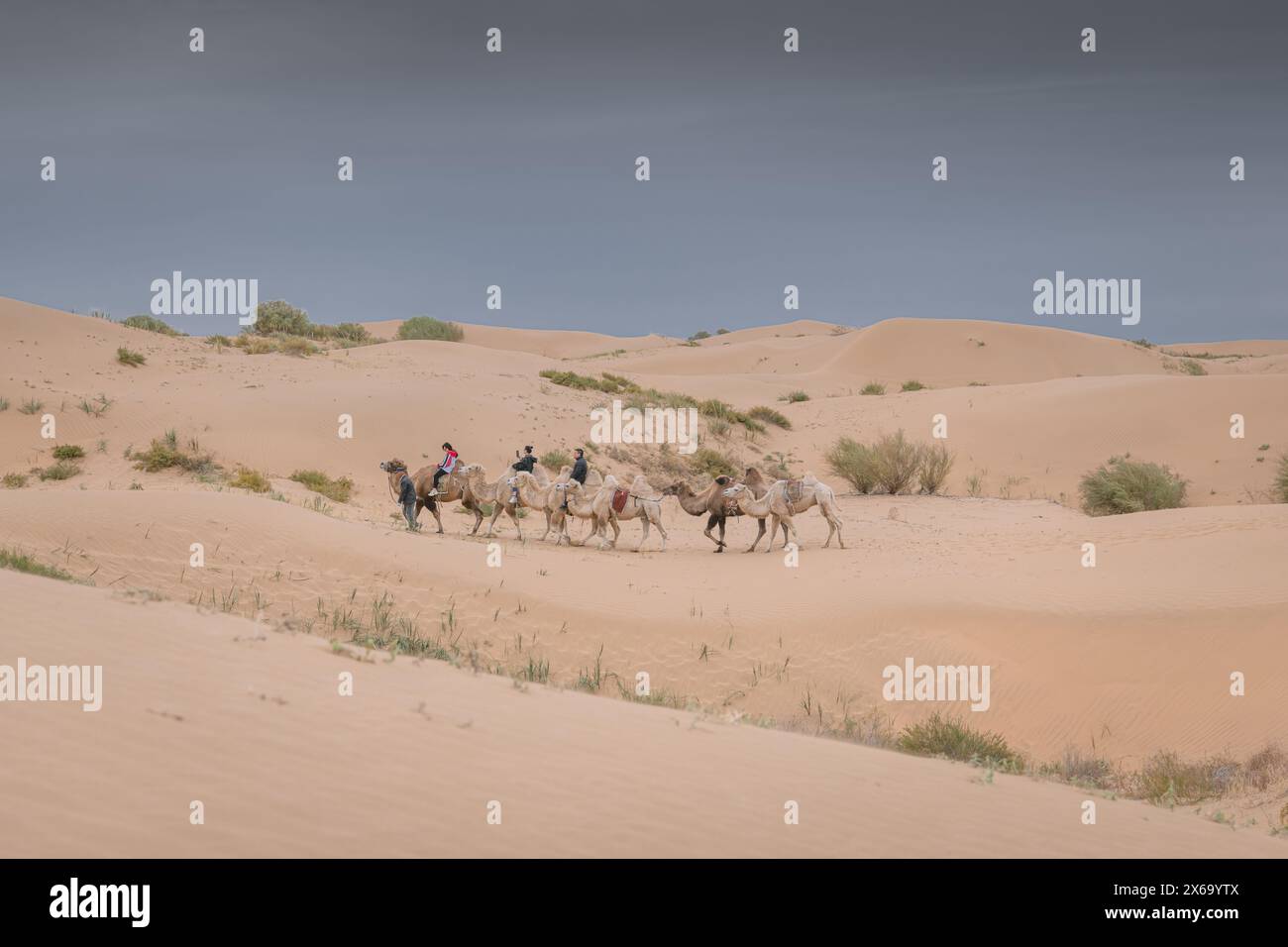 Caravan of camels. Kubuqi desert, Xiangshawan Resort, Inner Mongolia ...