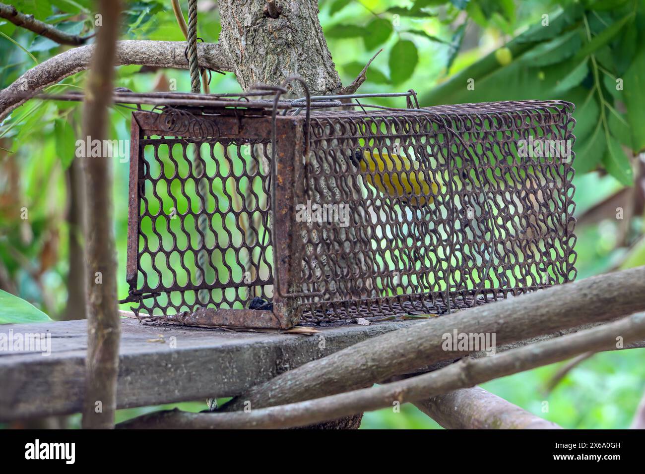 Squirrel trap with banana as bait, Thai countryside Stock Photo - Alamy