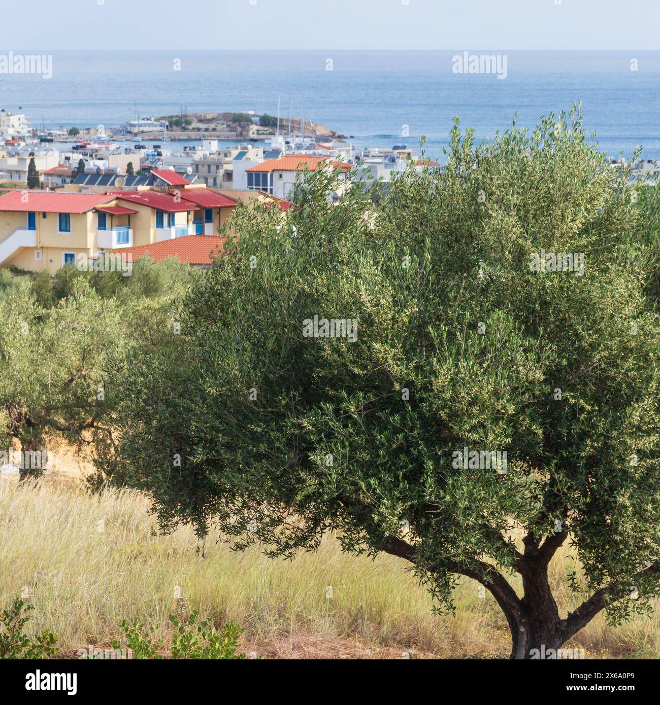 Olive trees of Hersonissos town in Crete Greece Stock Photo - Alamy