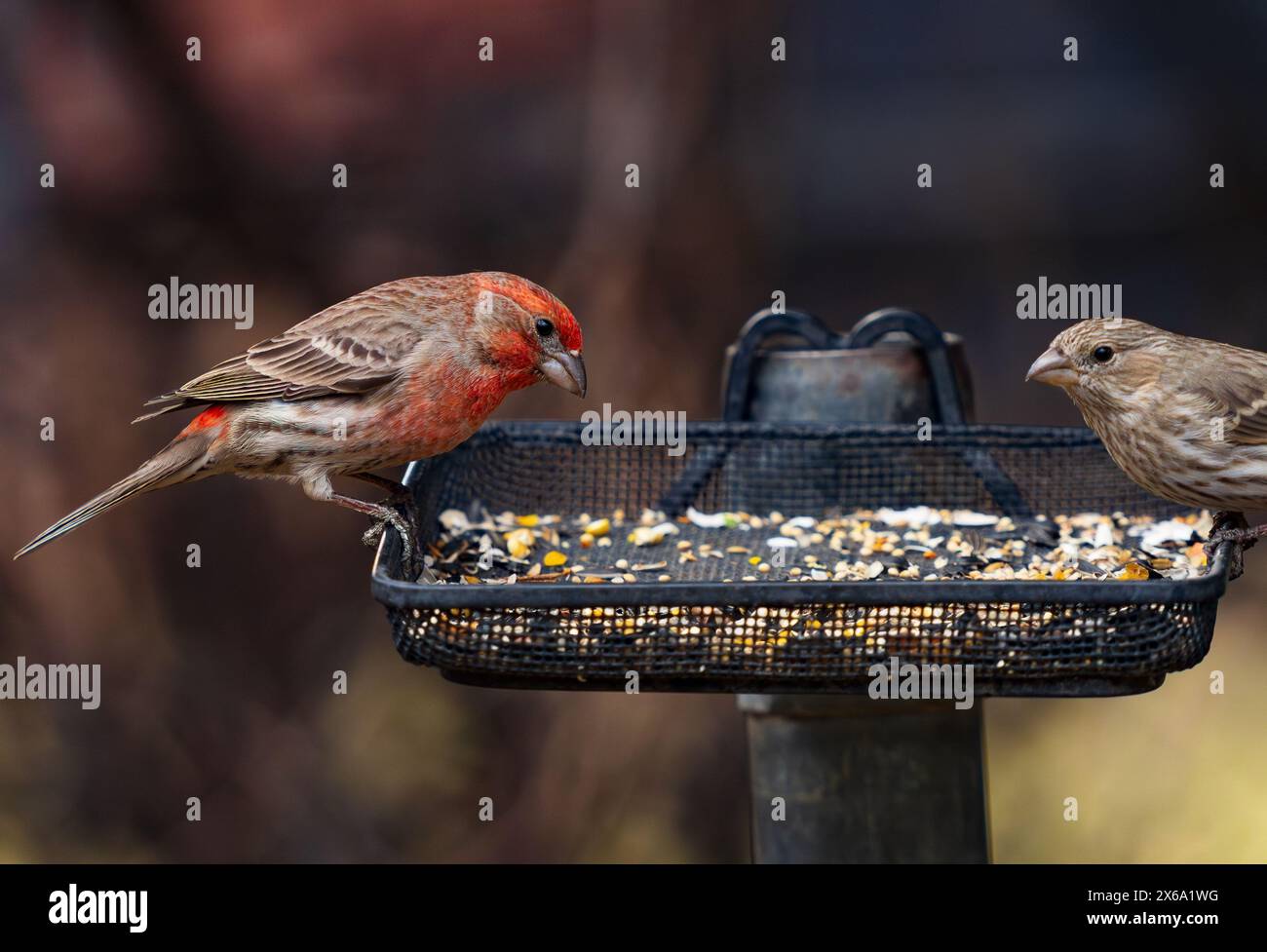 A House Finch sitting on the edge of a makeshift birdfeeder looking ...