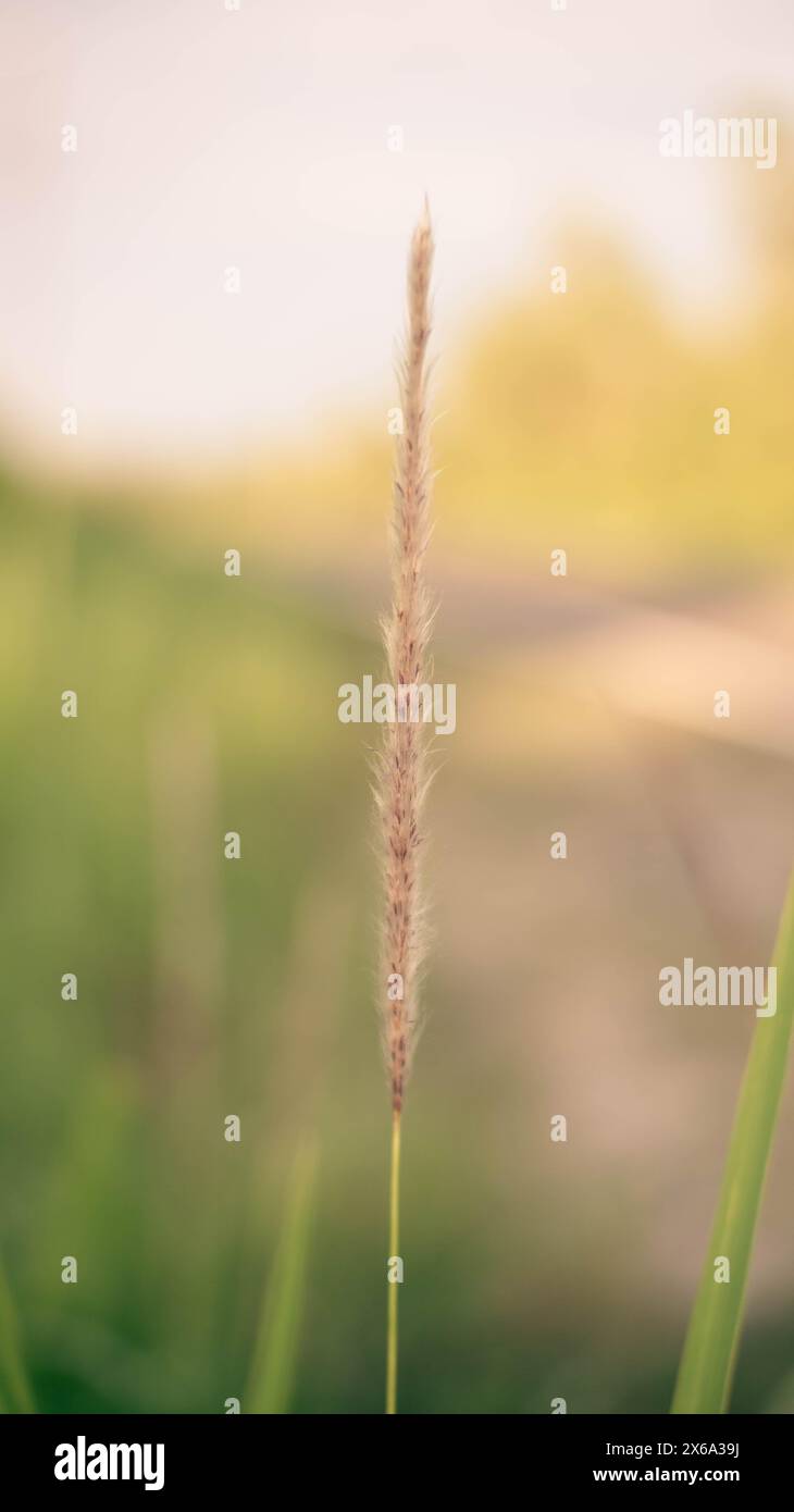 Beautiful foxtail photograph hi-res stock photography and images - Alamy