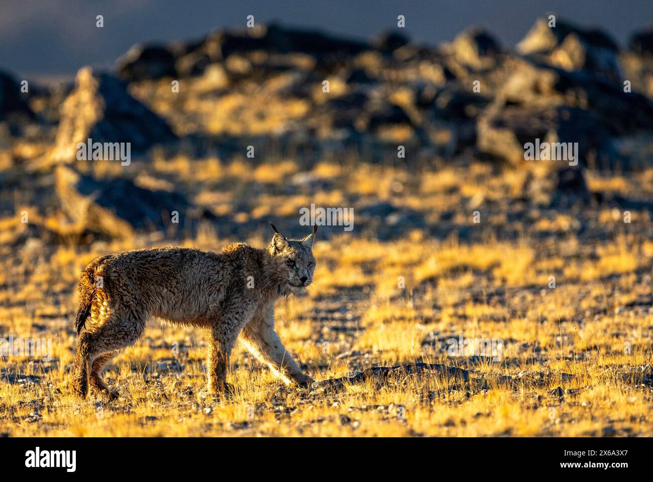 (240514) -- BEIJING, May 14, 2024 (Xinhua) -- This photo taken on May ...