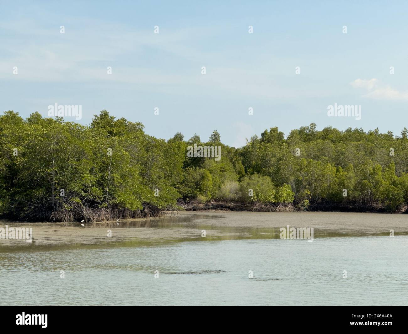 Ao Talet at noon with mangrove forest background Stock Photo - Alamy