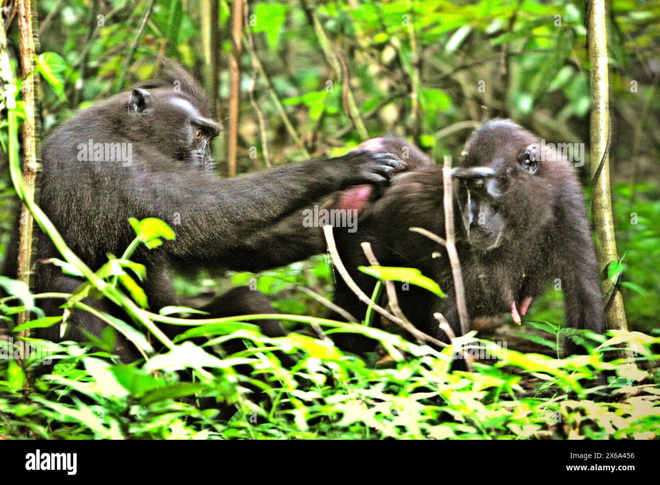 Crested macaques (Macaca nigra) interact with each other, as they are ...