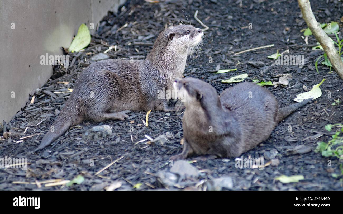 Aimals birds and reptiles of Auckland Zoo Stock Photo - Alamy