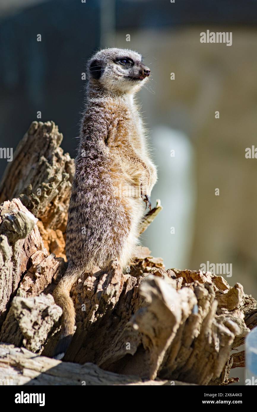 Aimals birds and reptiles of Auckland Zoo Stock Photo - Alamy