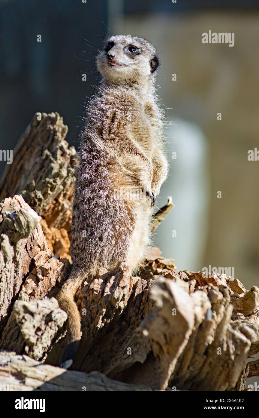 Aimals birds and reptiles of Auckland Zoo Stock Photo - Alamy