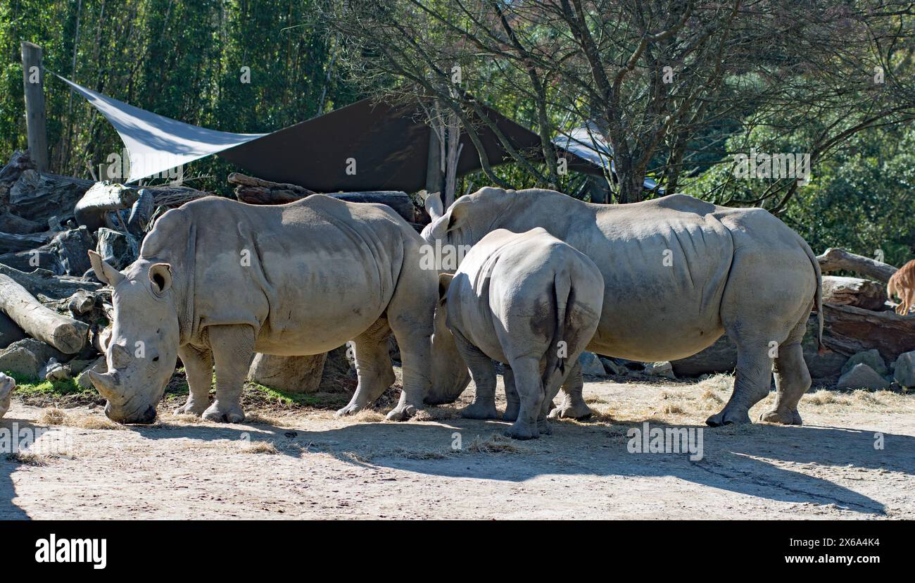 Reptiles zoo hi-res stock photography and images - Alamy