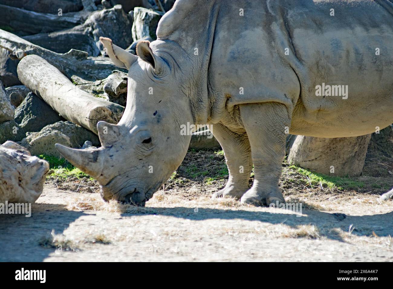 Reptiles zoo hi-res stock photography and images - Alamy