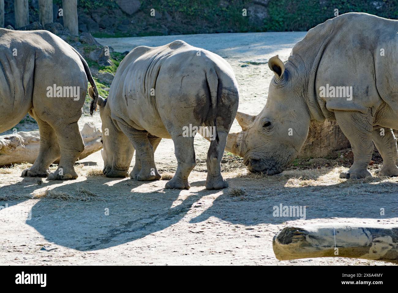 Aimals birds and reptiles of Auckland Zoo Stock Photo - Alamy