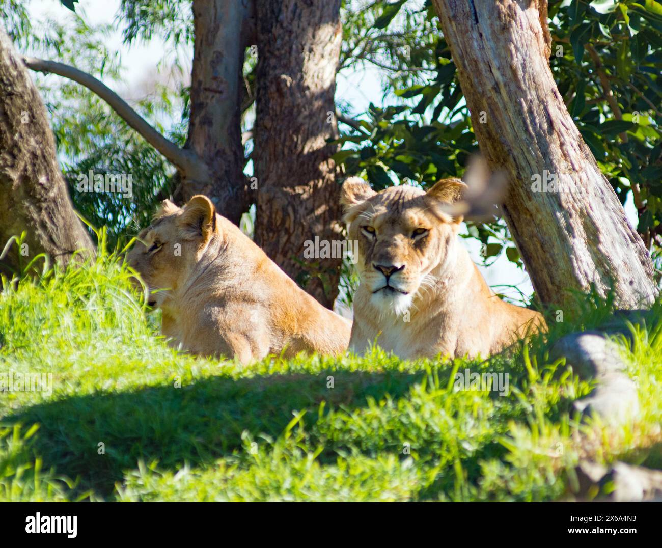 Aimals birds and reptiles of Auckland Zoo Stock Photo - Alamy