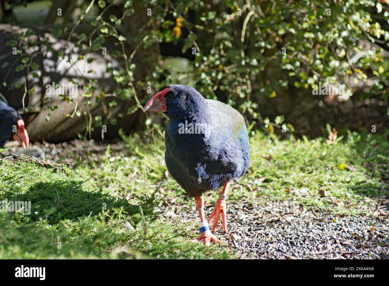 Aimals birds and reptiles of Auckland Zoo Stock Photo - Alamy