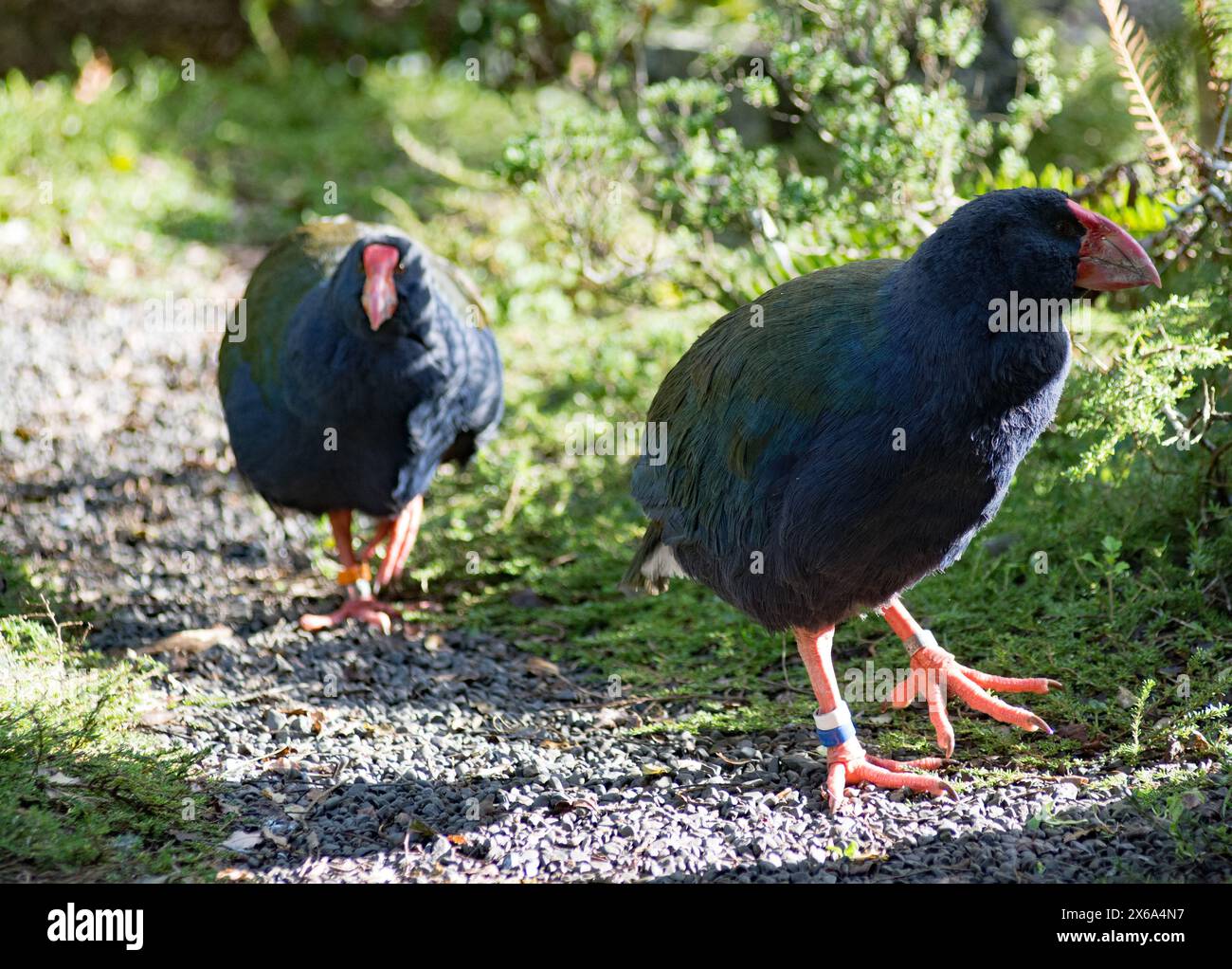 Auckland zoo new zealand hi-res stock photography and images - Alamy