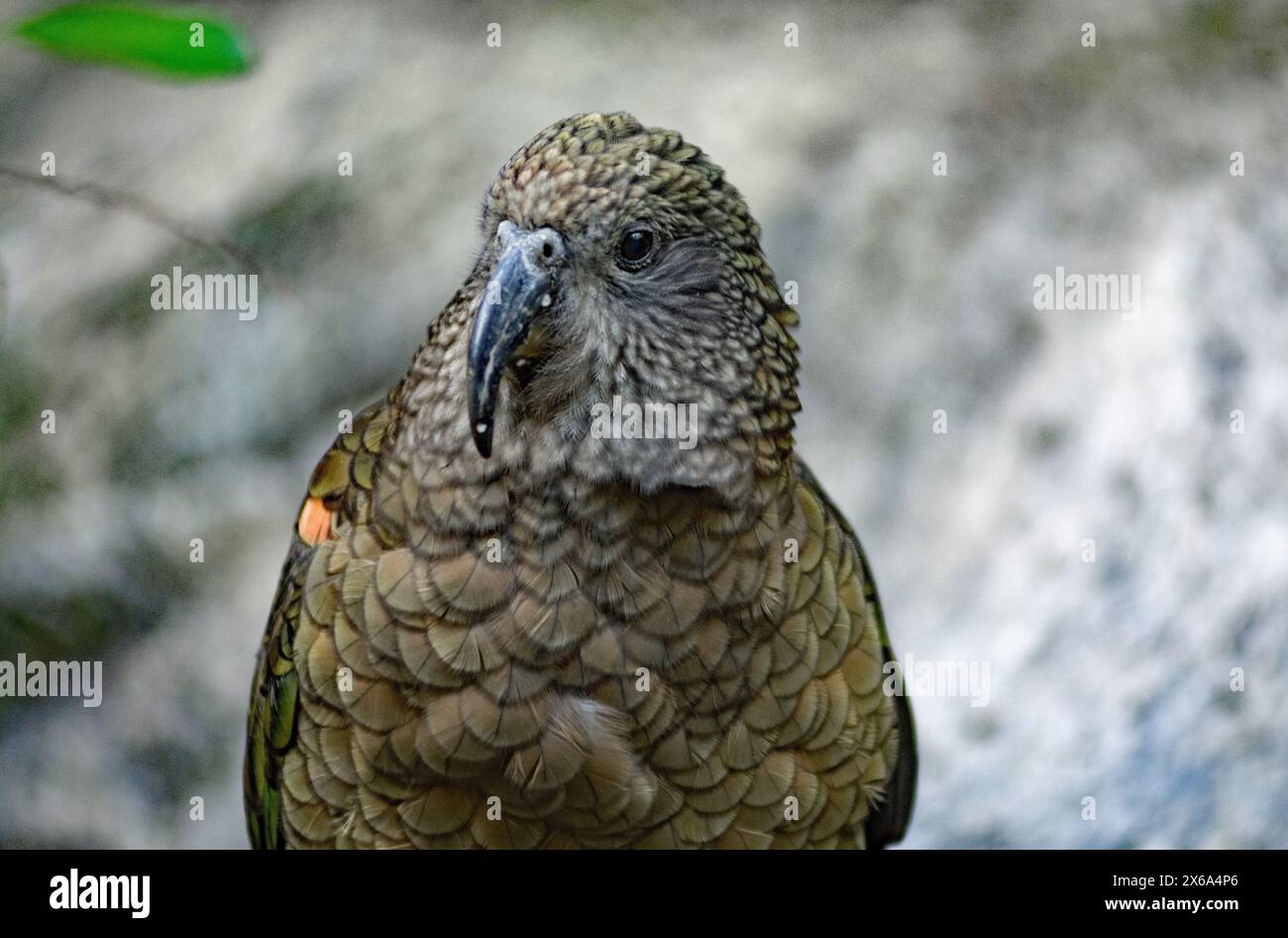 New zealand reptiles hi-res stock photography and images - Alamy