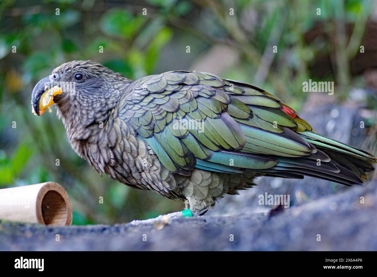 Aimals birds and reptiles of Auckland Zoo Stock Photo - Alamy