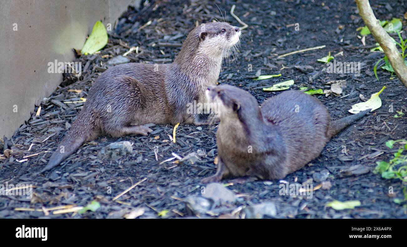 Aimals birds and reptiles of Auckland Zoo Stock Photo - Alamy