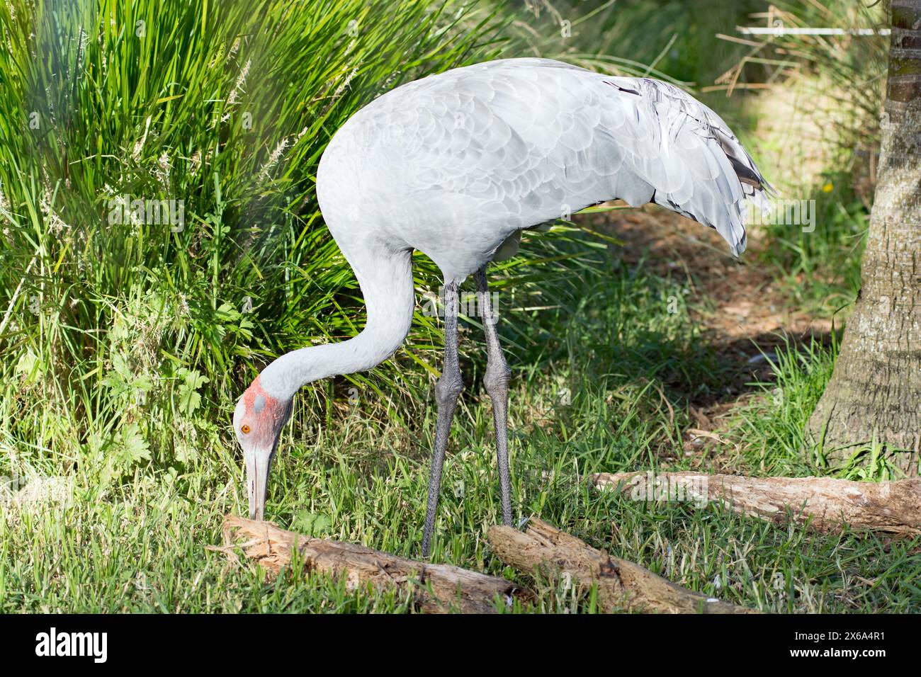 Aimals birds and reptiles of Auckland Zoo Stock Photo - Alamy