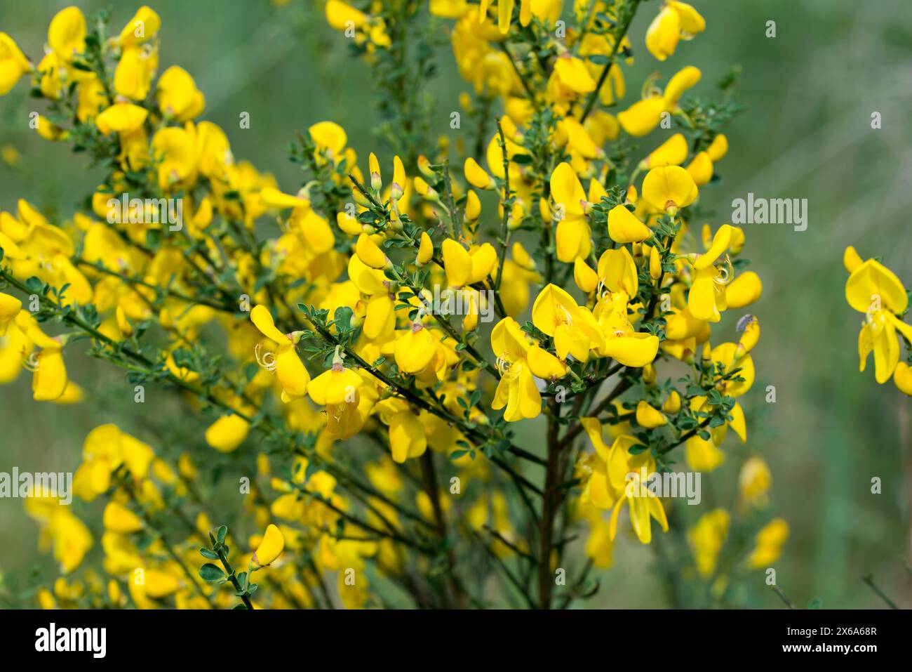 Common broom, Cytisus scoparius yellow spring flowers closeup selective ...