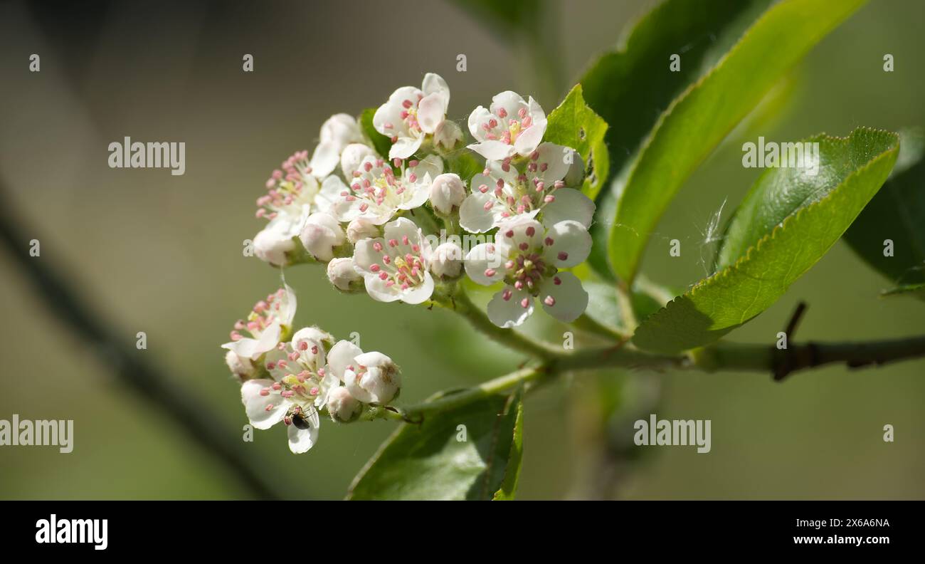 Blooming aronia melanocarpa in closeup. White flowers of black ...