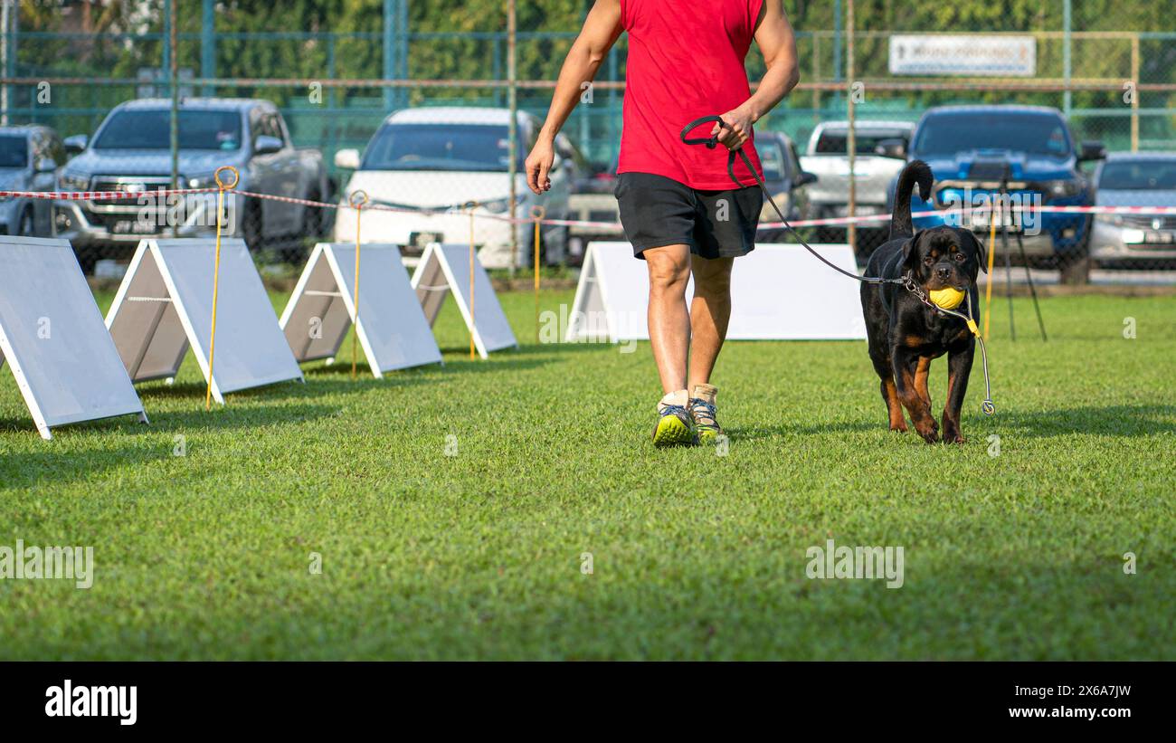 Man running with dog on a field in a dog show event Stock Photo - Alamy