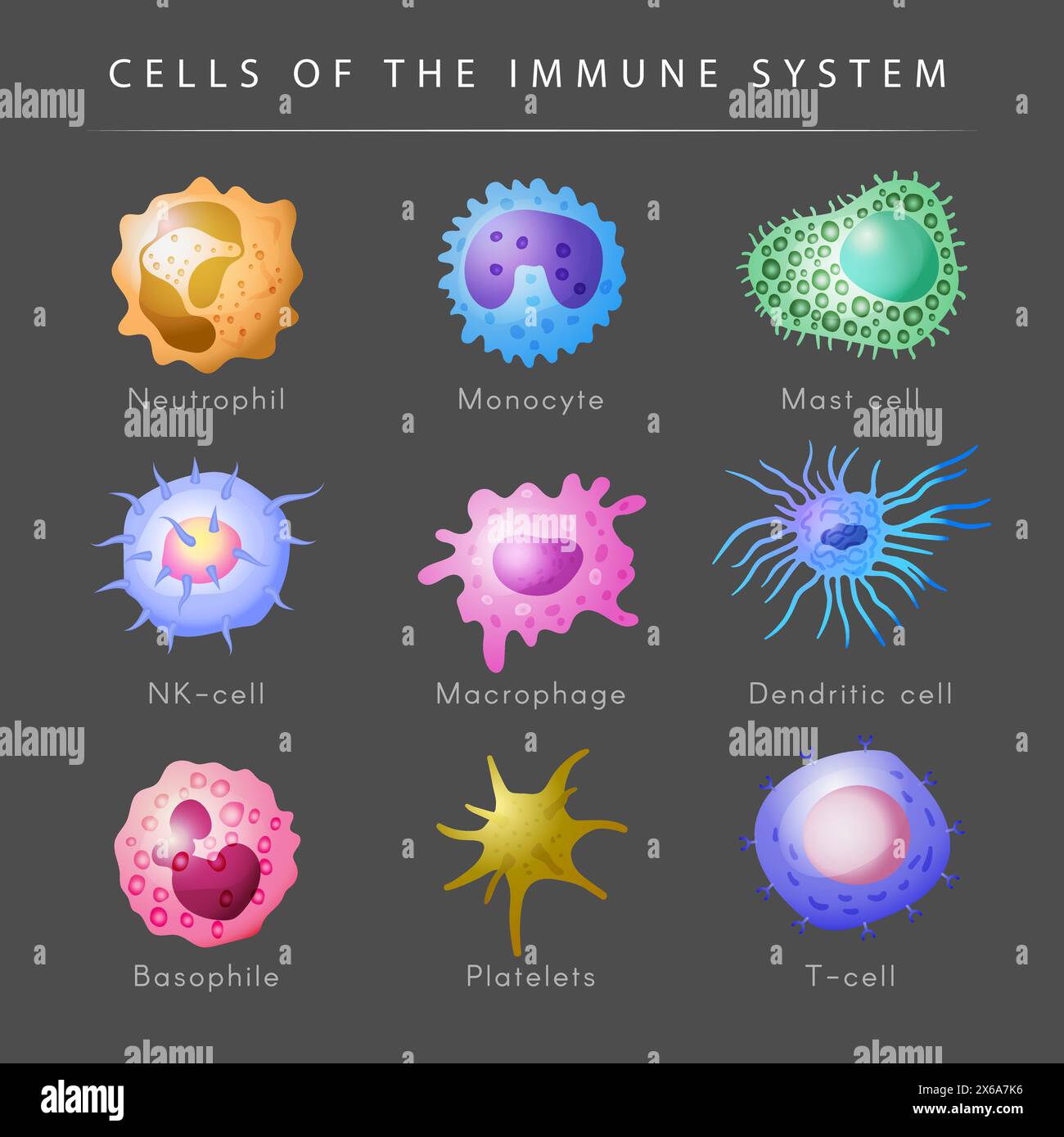 Macrophage cartoon hi-res stock photography and images - Alamy