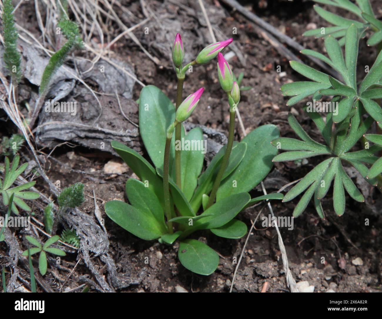 Few-Flowered Shooting Star (Dodecatheon pulchellum) wildflower buds in ...