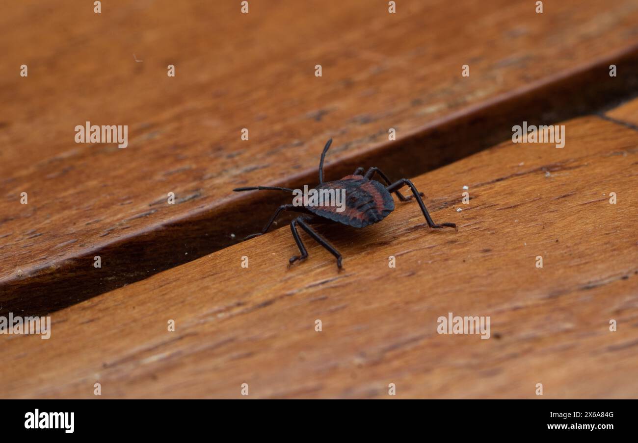 small nymph of large stink bug from the Tessaratomidae Genus on top of ...