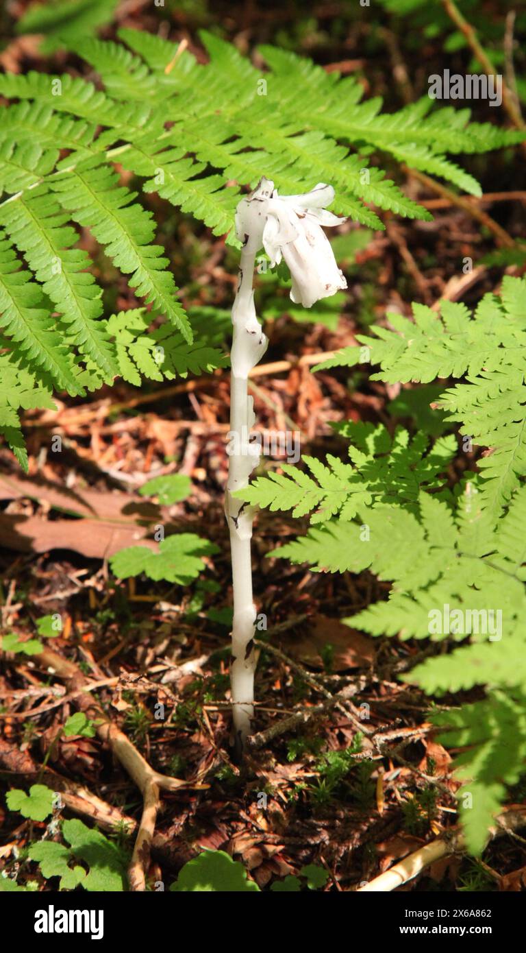 Indian Pipe (Monotropa uniflora) in Glacier National Park, Montana, a ...