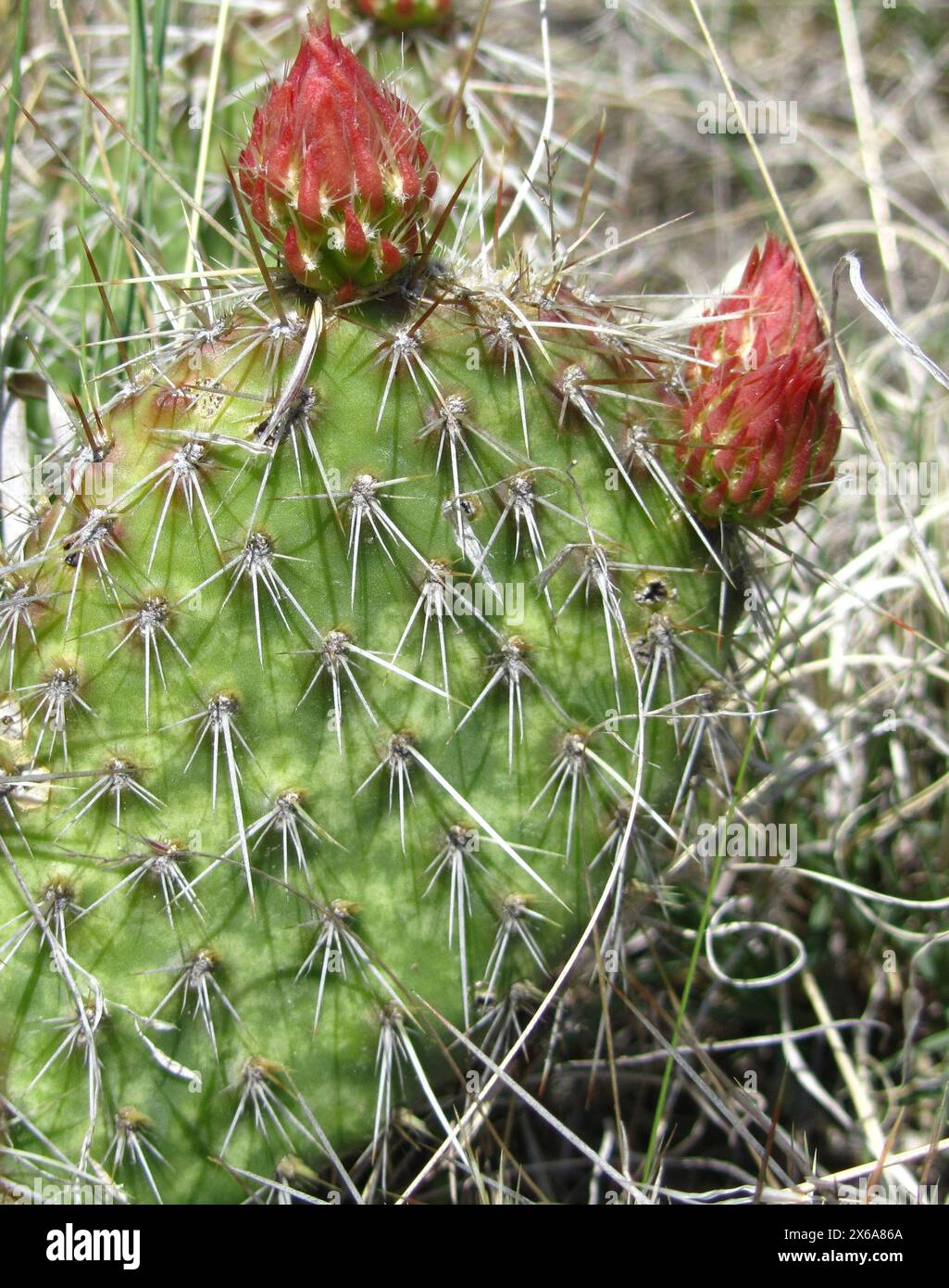 Plains Prickly Pear (Opuntia polyacantha) cactus in Terry Badlands ...