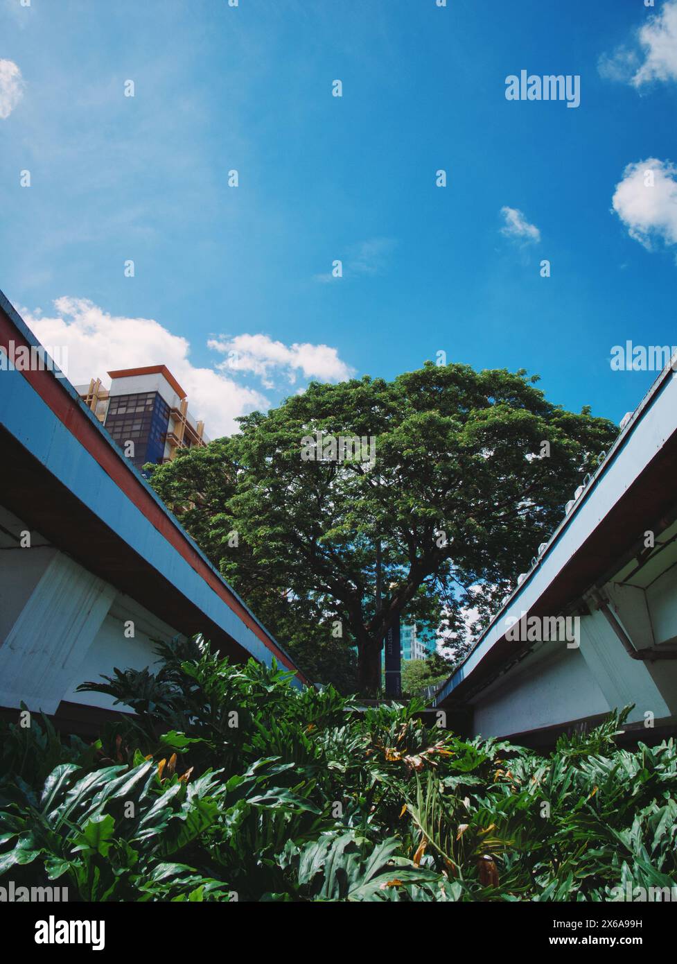 Overpass and the big tree hi-res stock photography and images - Alamy