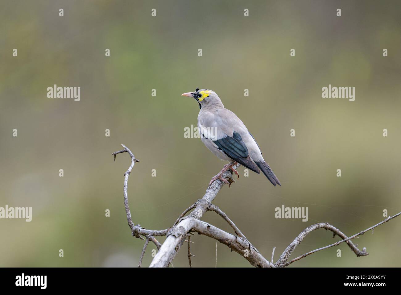 African starling feeding hi-res stock photography and images - Alamy
