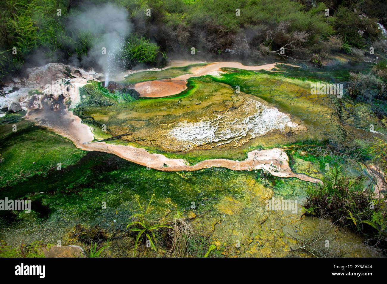 Bird's Nest Spring in Waimangu Volcanic Valley - New Zealand Stock ...