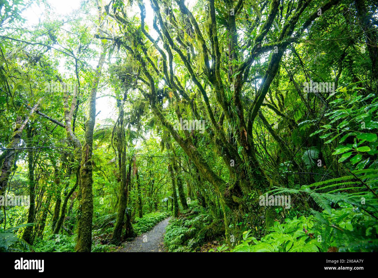 Tawa and Nikau Forest - New Zealand Stock Photo - Alamy