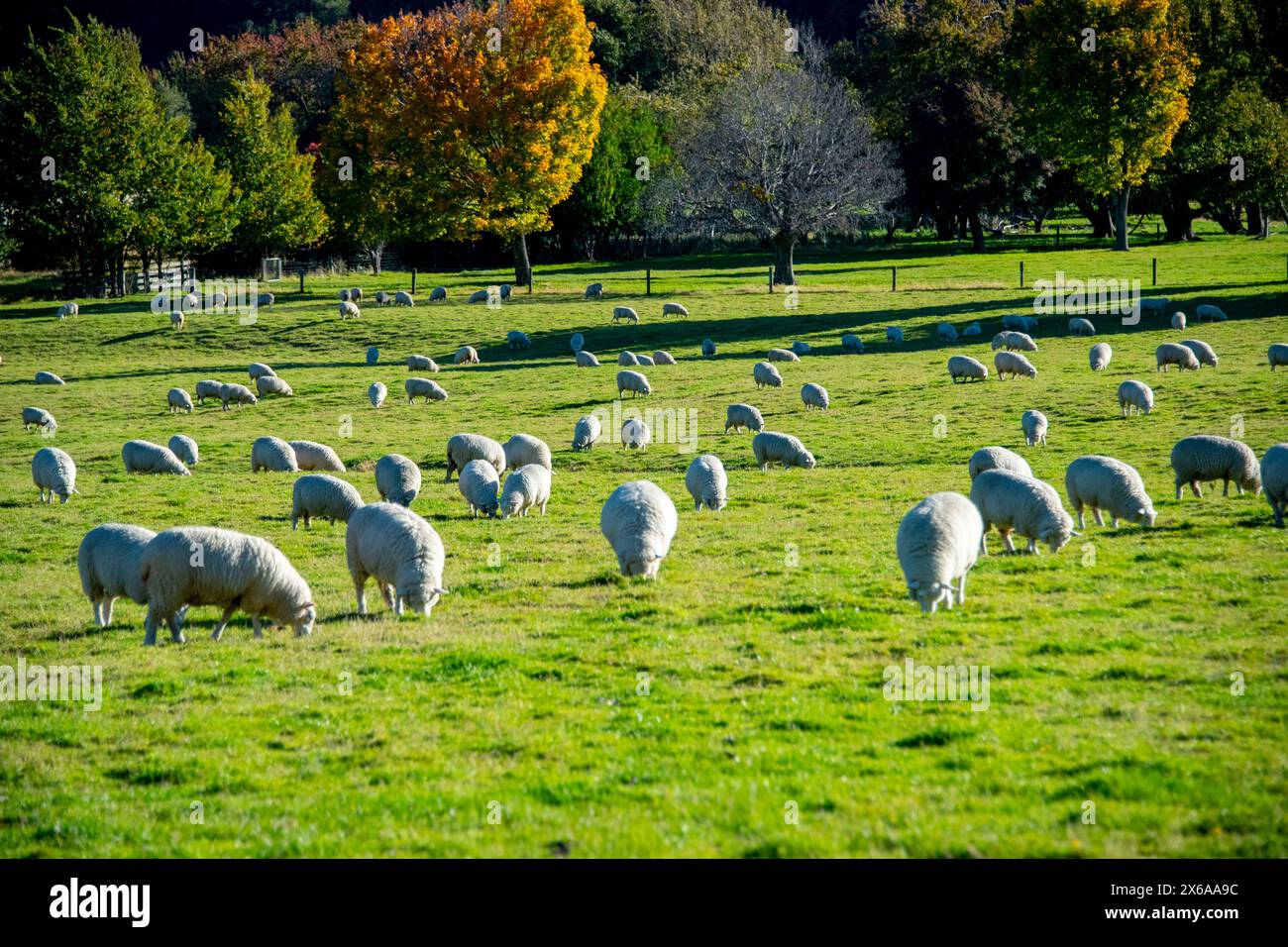 Green Pasture in Otago - New Zealand Stock Photo - Alamy
