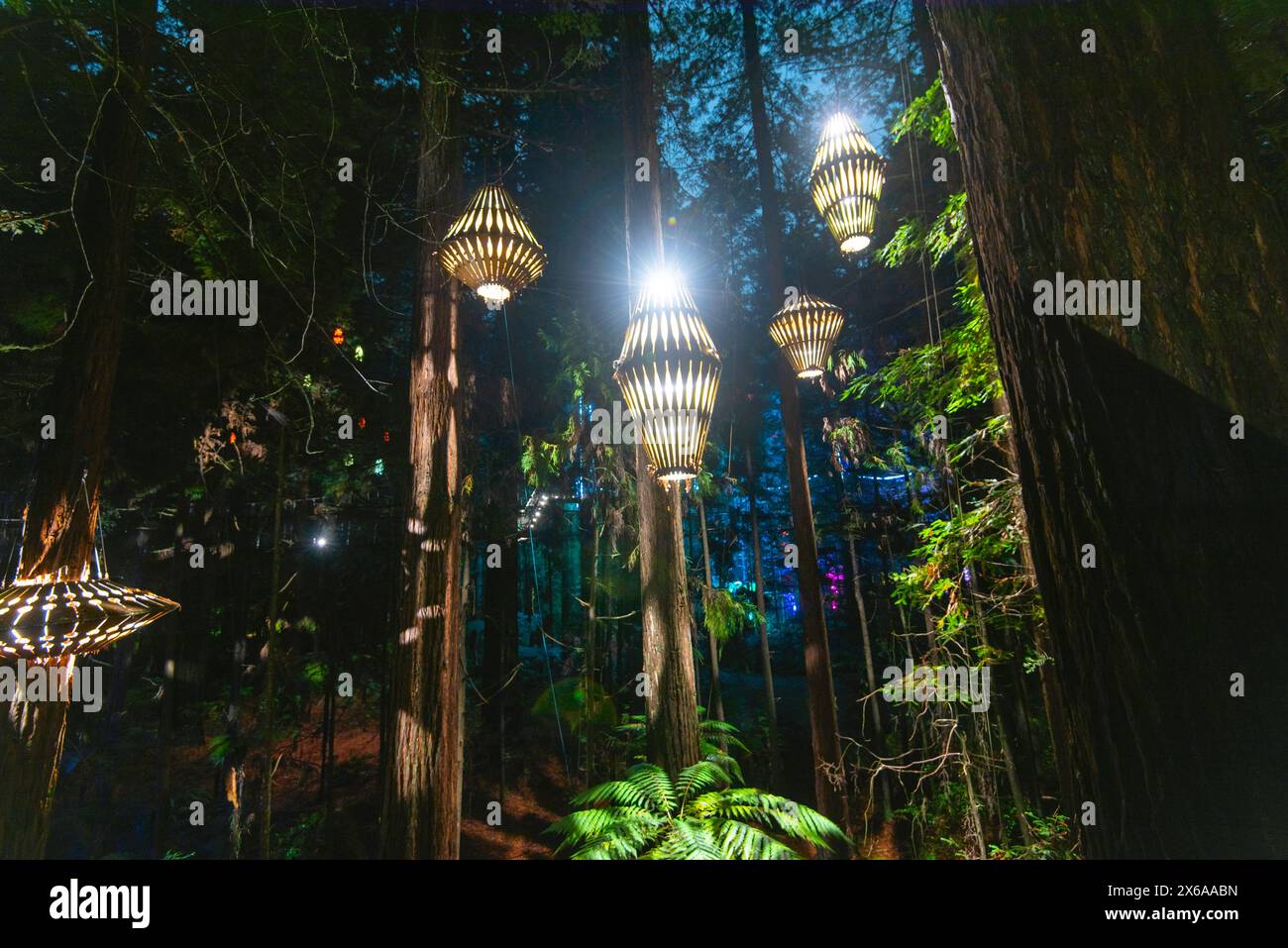 Redwoods Whakarewarewa Forest - Rotorua - New Zealand Stock Photo - Alamy