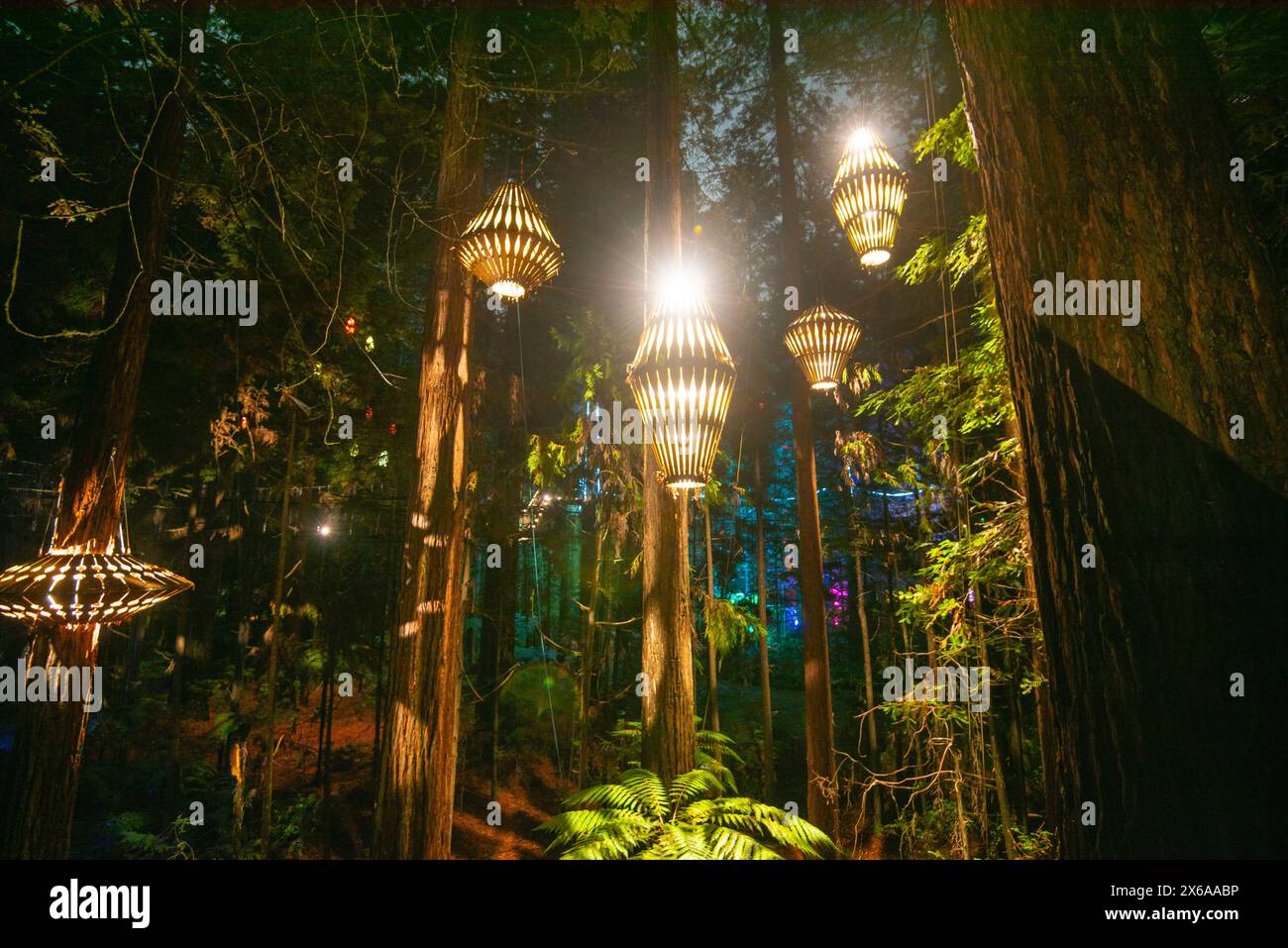 Redwoods Whakarewarewa Forest - Rotorua - New Zealand Stock Photo - Alamy