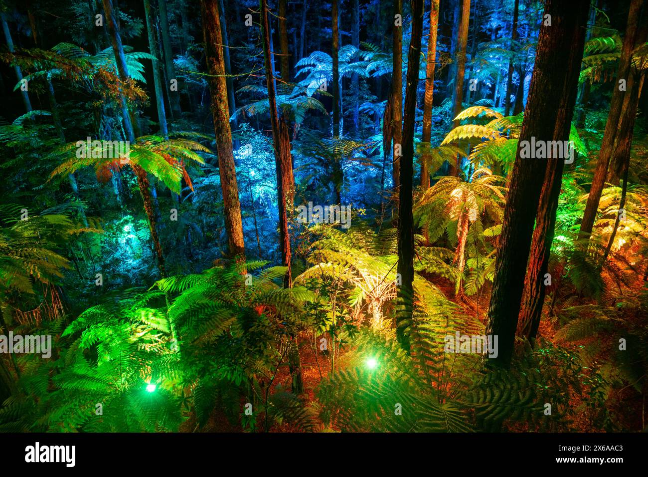 Redwoods Whakarewarewa Forest - Rotorua - New Zealand Stock Photo - Alamy