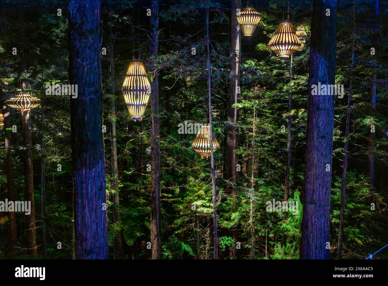 Redwoods Whakarewarewa Forest - Rotorua - New Zealand Stock Photo - Alamy